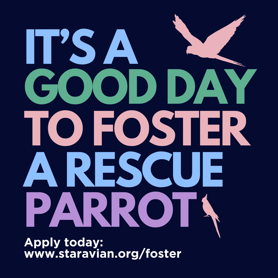 United Way's Volunteer Center | Bird Fosters Needed - Parrot Rescue